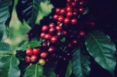 Costa Rica La Pantera Tarrazu - Viva Sara